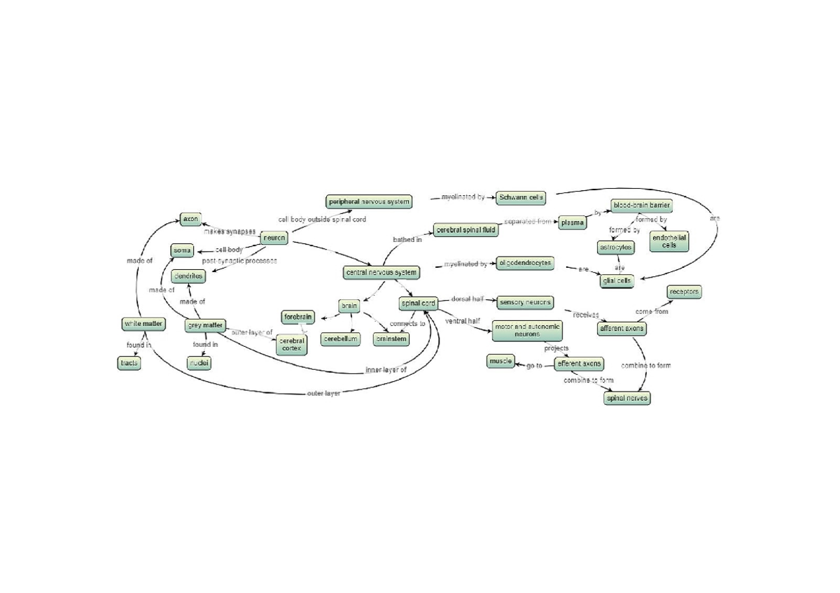 Neurophysiology tutorial 3 concept maps - PHSL2101 - Studocu