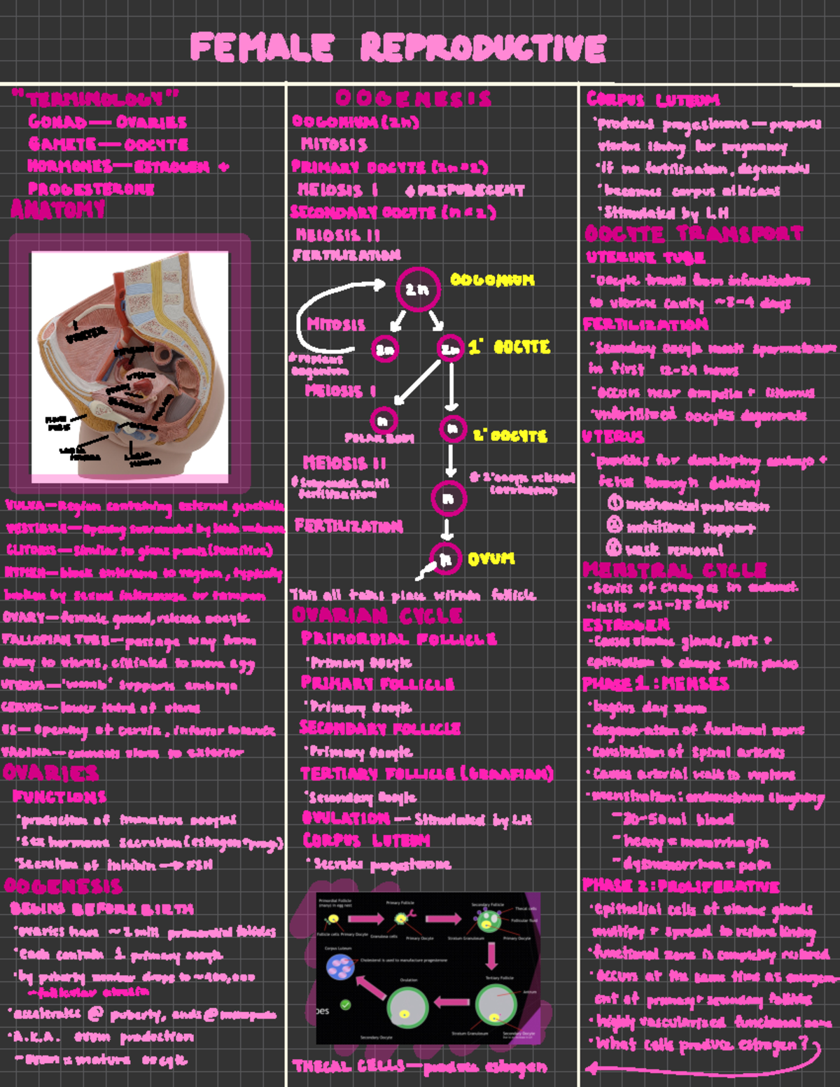 Female reproduction BIO202 - FEMALEREPRODUCTIVE "TERMINOLOGY ' 0 ...