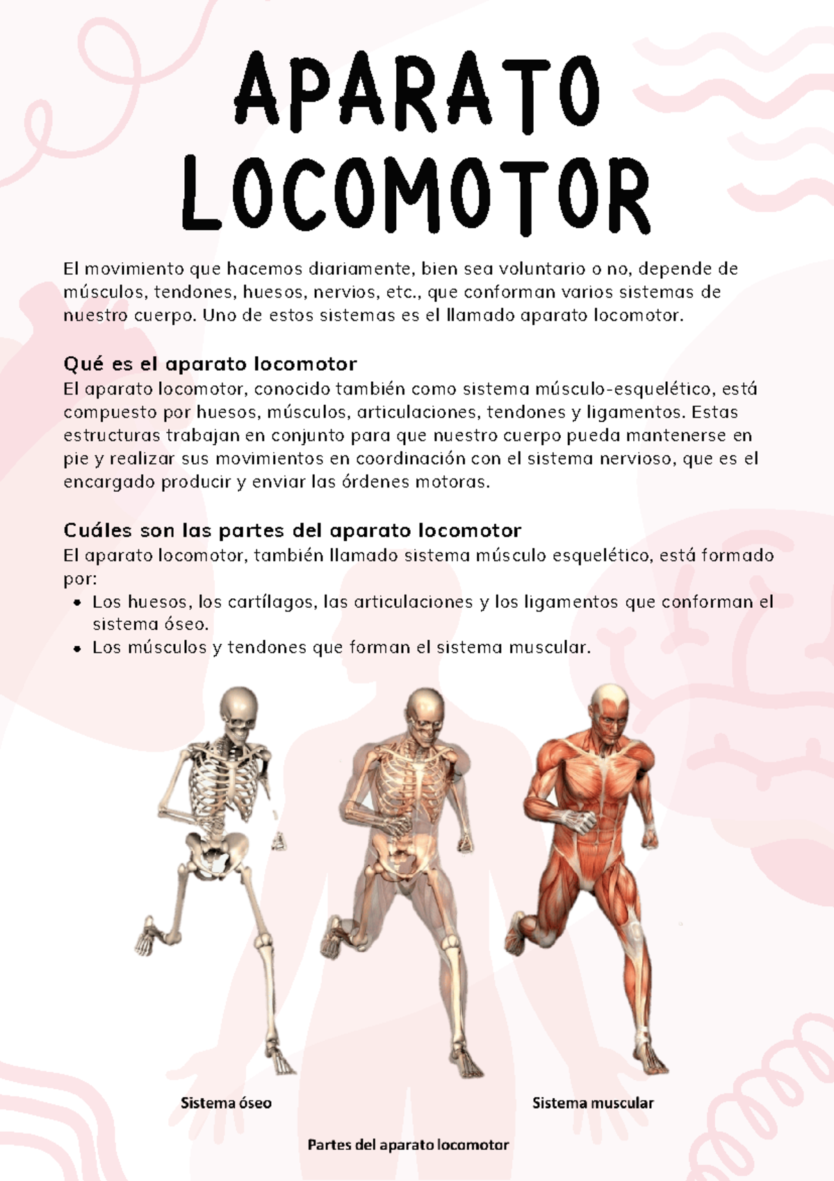Aparato Locomotor - APARATO LOCOMOTOR El movimiento que hacemos ...
