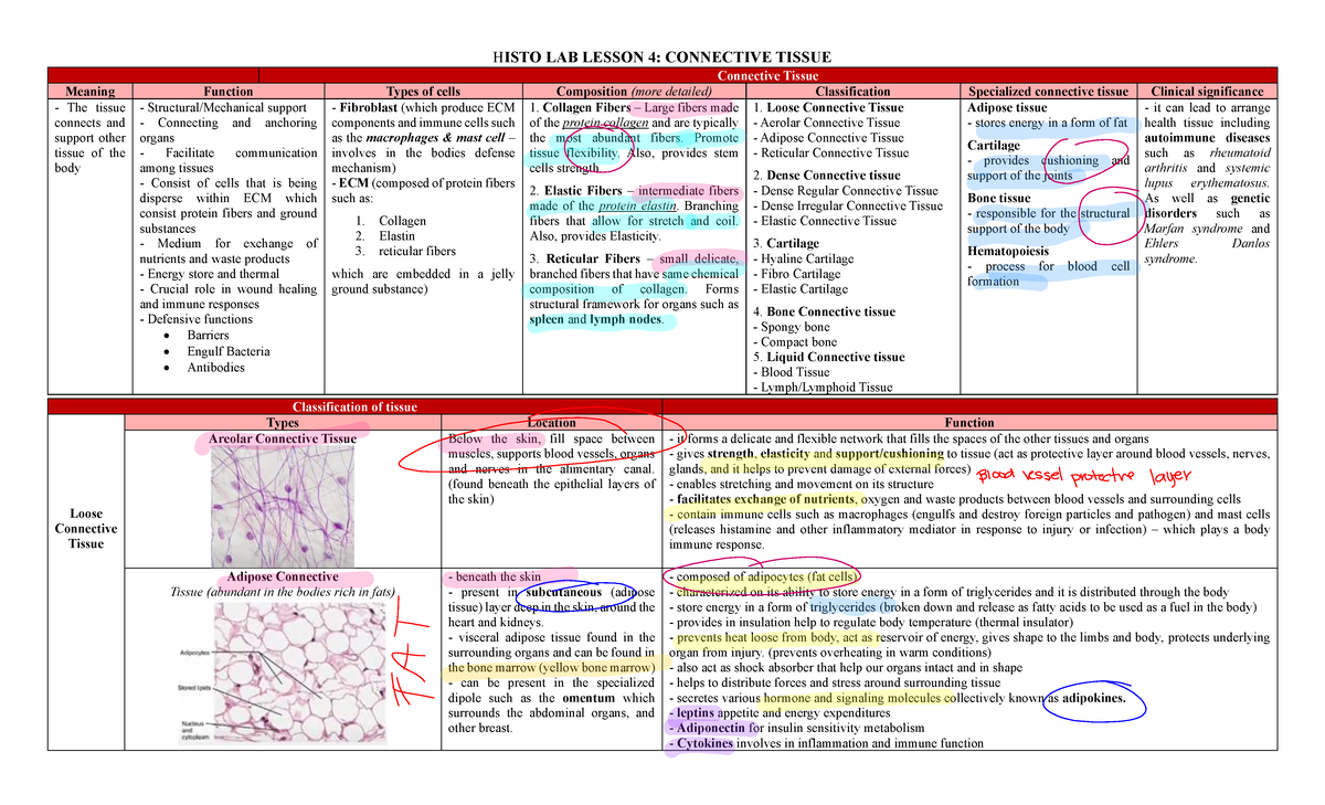Histo lab- sir jael - HISTO LAB LESSON 4: CONNECTIVE TISSUE Connective ...