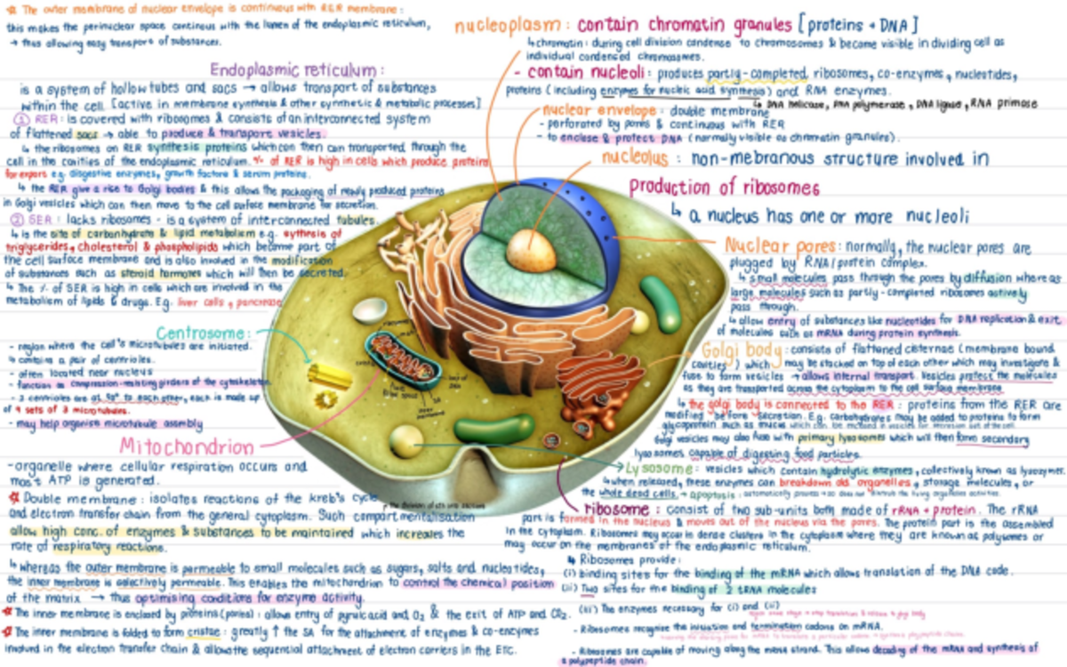 Eukaryotic Cells (organelles And Their Functions) - The outer membrane ...