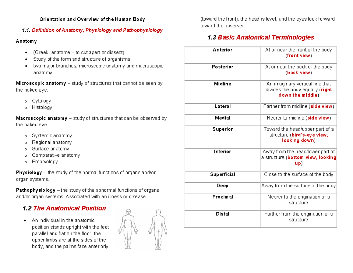1 PRE L1 Anatomy - Orientation and Overview of the Human Body ...