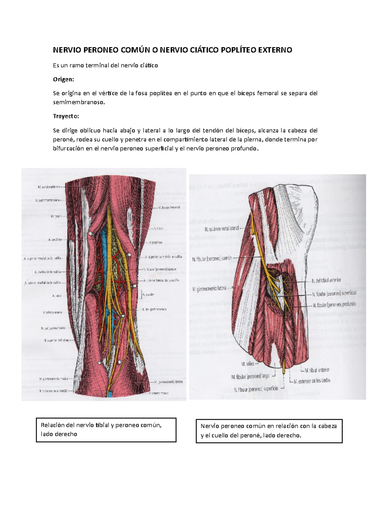 Tutoria de anatomia - Apuntes 1 - NERVIO PERONEO COMÚN O NERVIO CIÁTICO ...