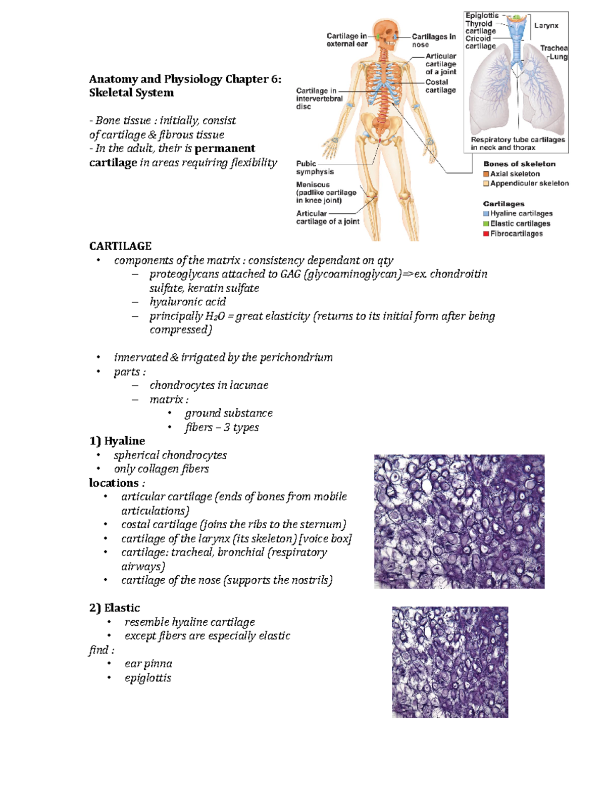 Anatomy And Physiology Chapter 6 Skeletal A P StuDocu