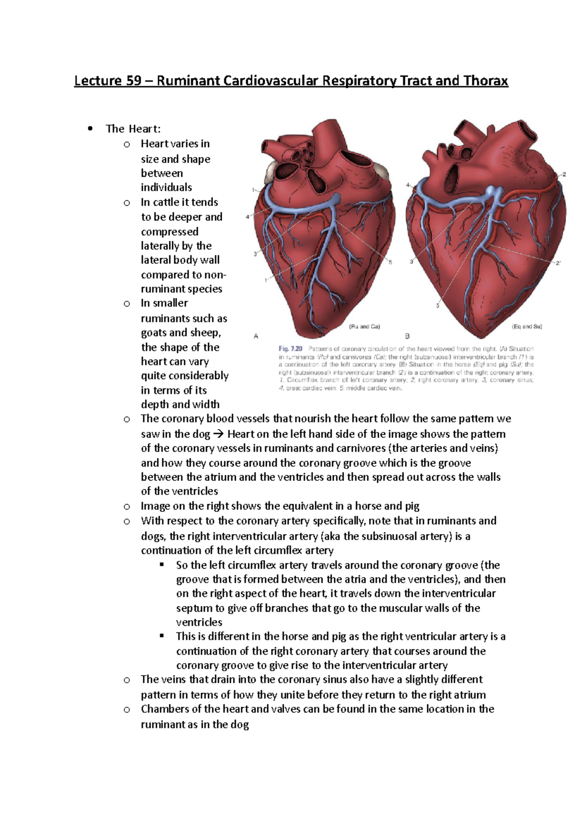 Lecture 59 – Ruminant Cardiovascular Respiratory Tract and Thorax - Studocu