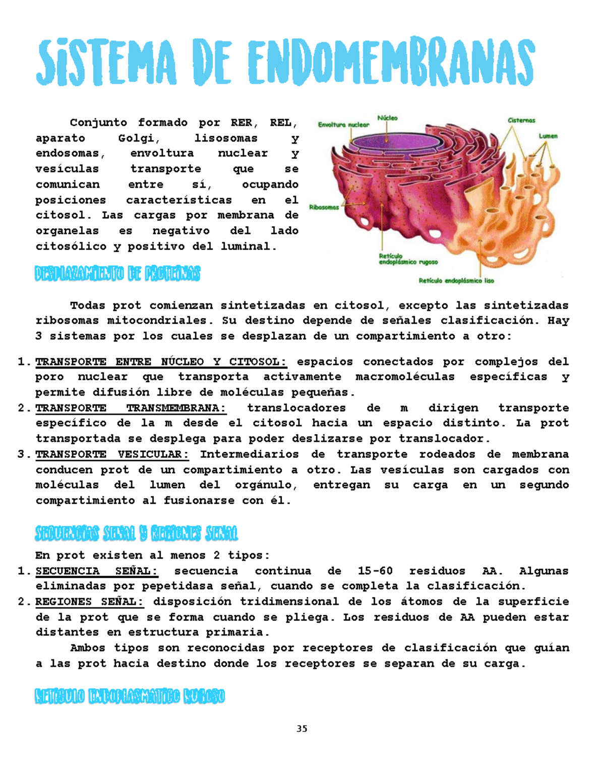 Sistema de endomembranas - Conjunto formado por RER, REL, aparato Golgi ...