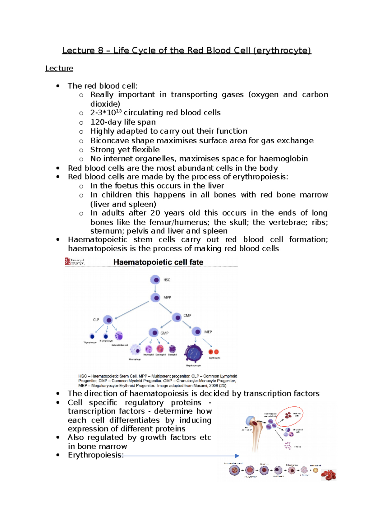 CVS Lecture 8 - Life Cycle of the Red Blood Cell (erythrocyte ...