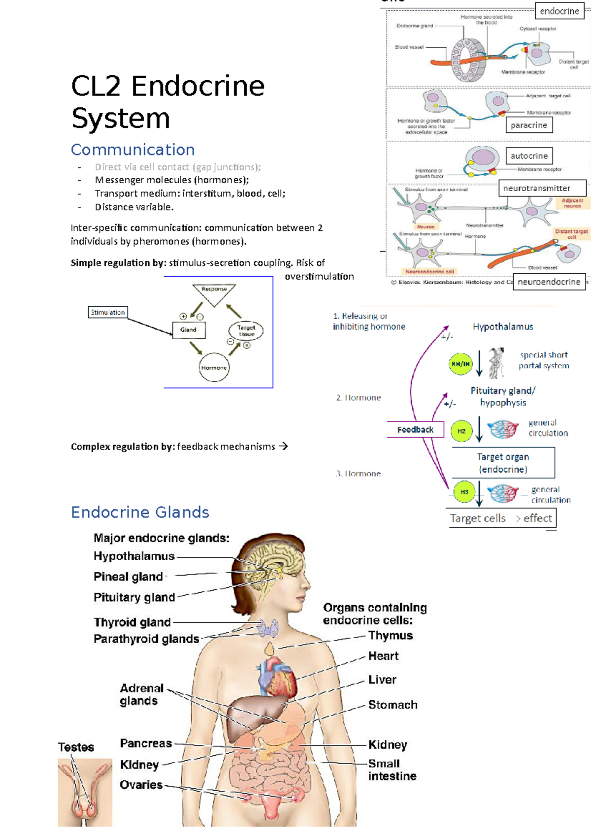 CL2 The Endocrine System - CL2 Endocrine System Communication Direct ...