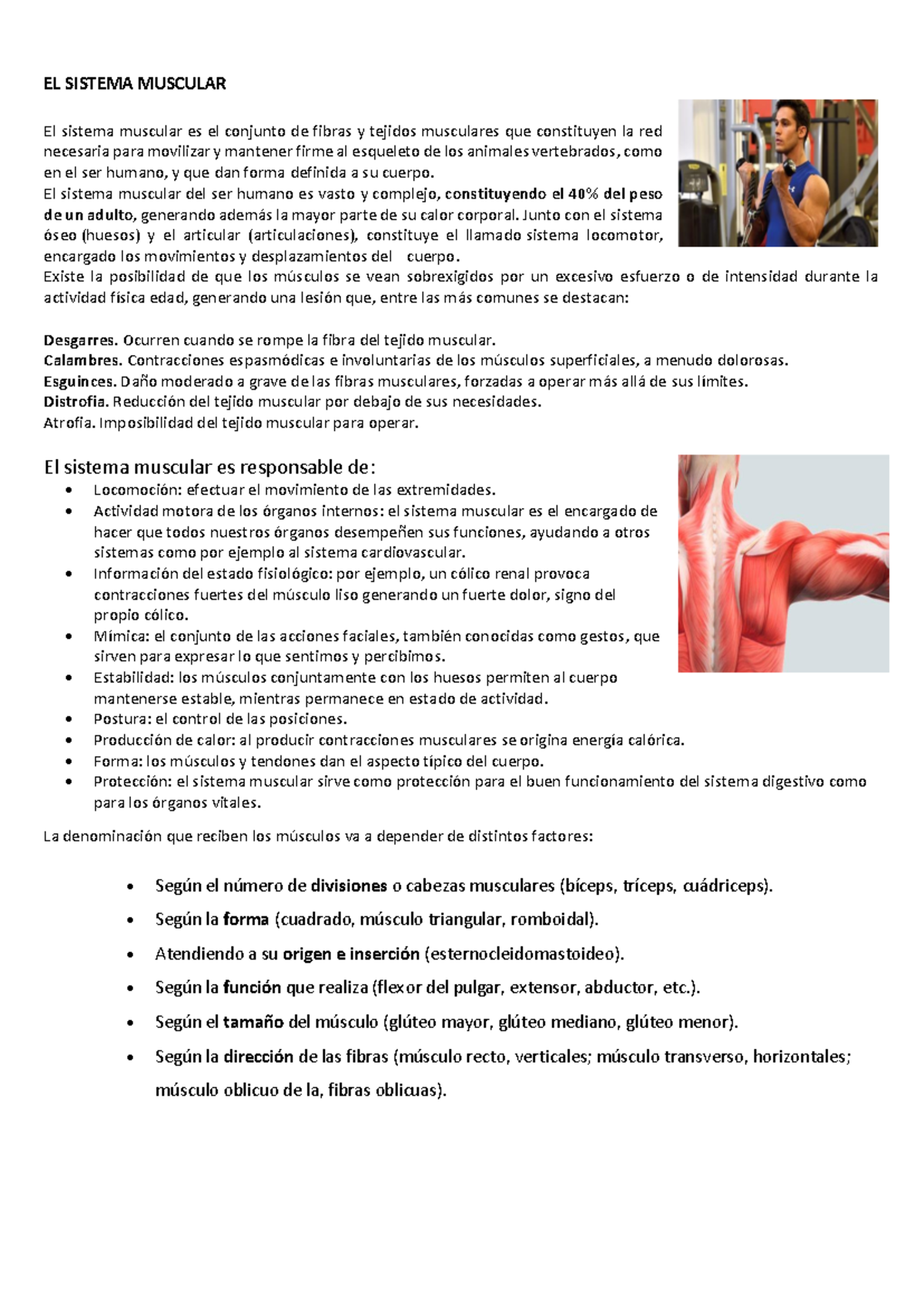 EL Sistema Muscular - Este es un documento del cuerpo que nos ayuda a ...