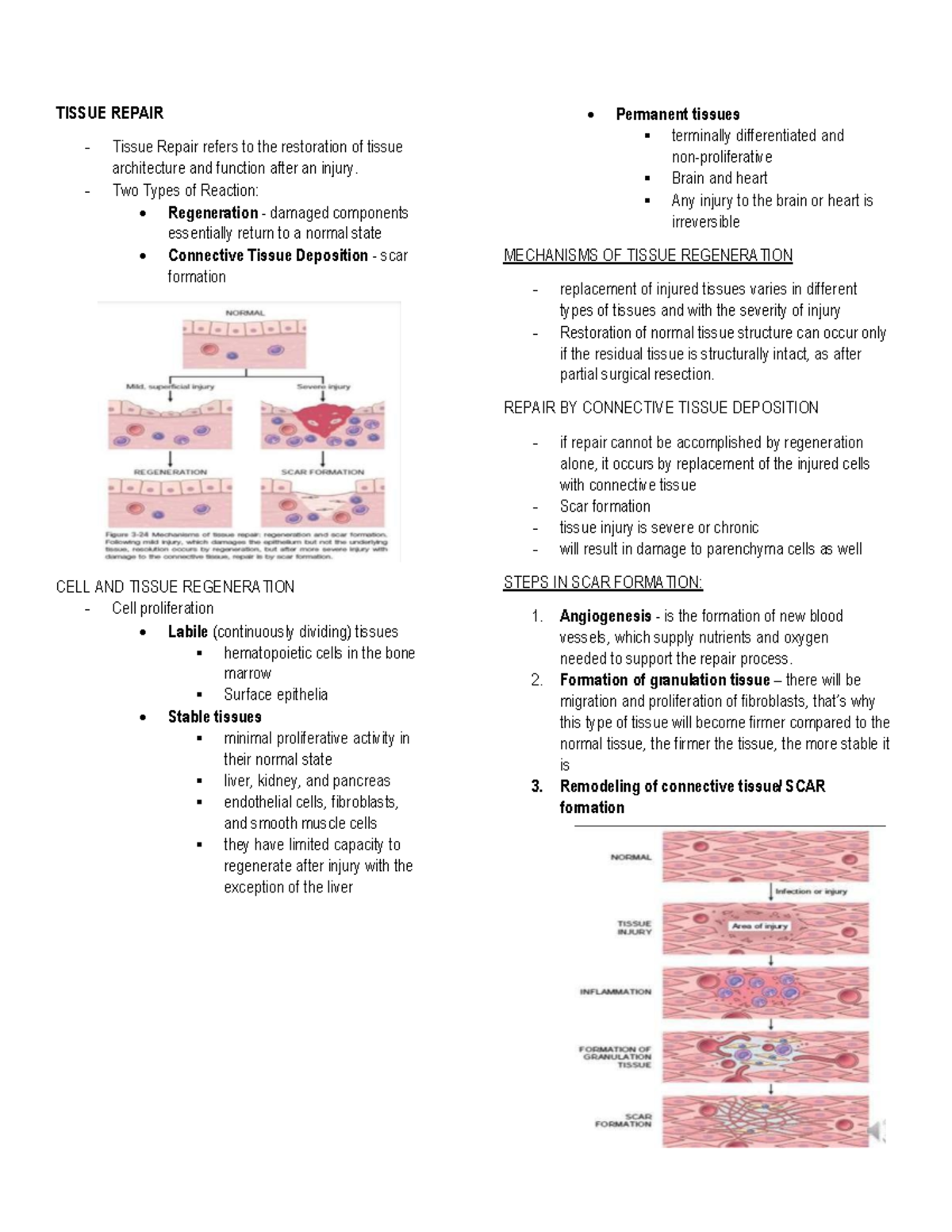 Tissue Repair - TISSUE REPAIR Tissue Repair refers to the restoration ...
