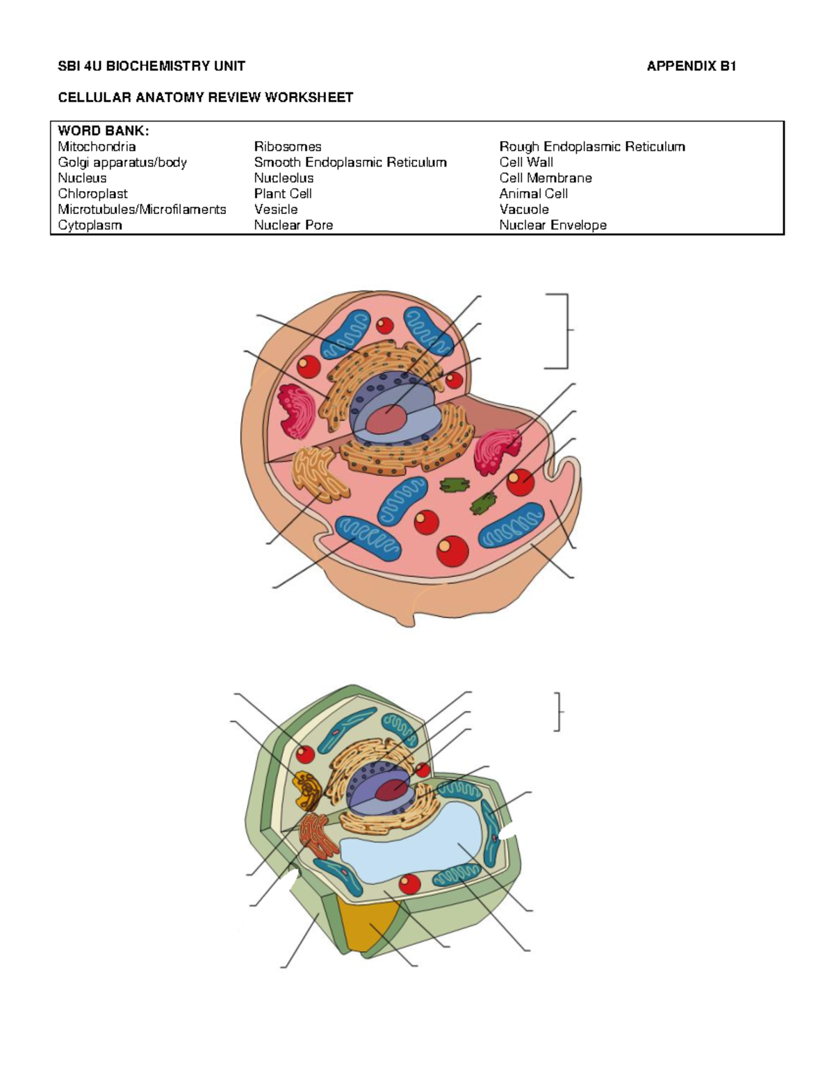1 Cell Biology Worksheet - SBI 4U BIOCHEMISTRY UNIT APPENDIX B CELLULAR ...