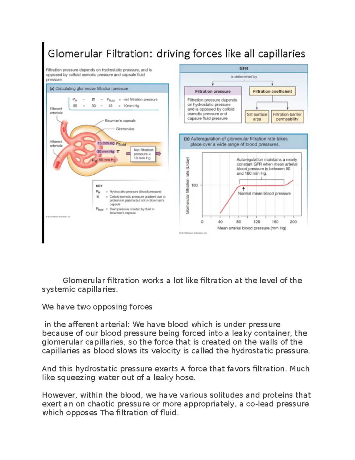 Glomerolus - Glomerular filtration works a lot like filtration at the ...