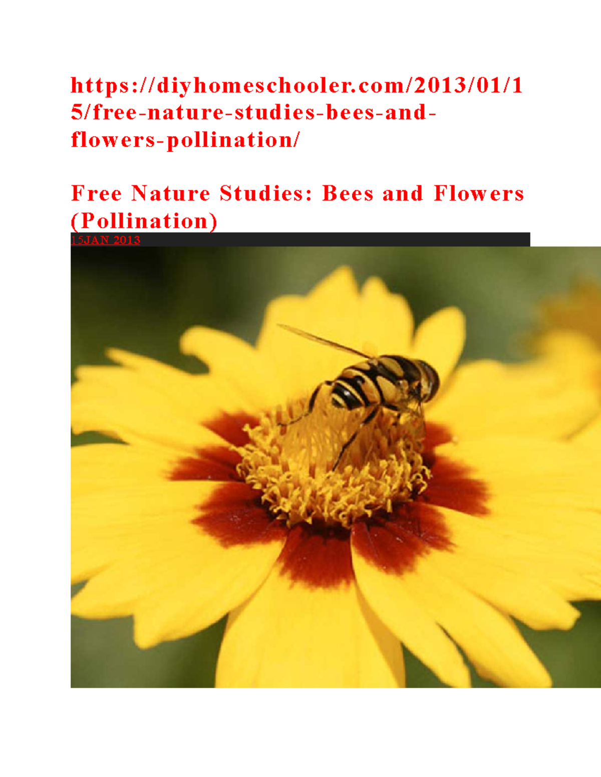 Nature Study Bees and Pollination - diyhomeschooler/2013/01/ 5/free ...