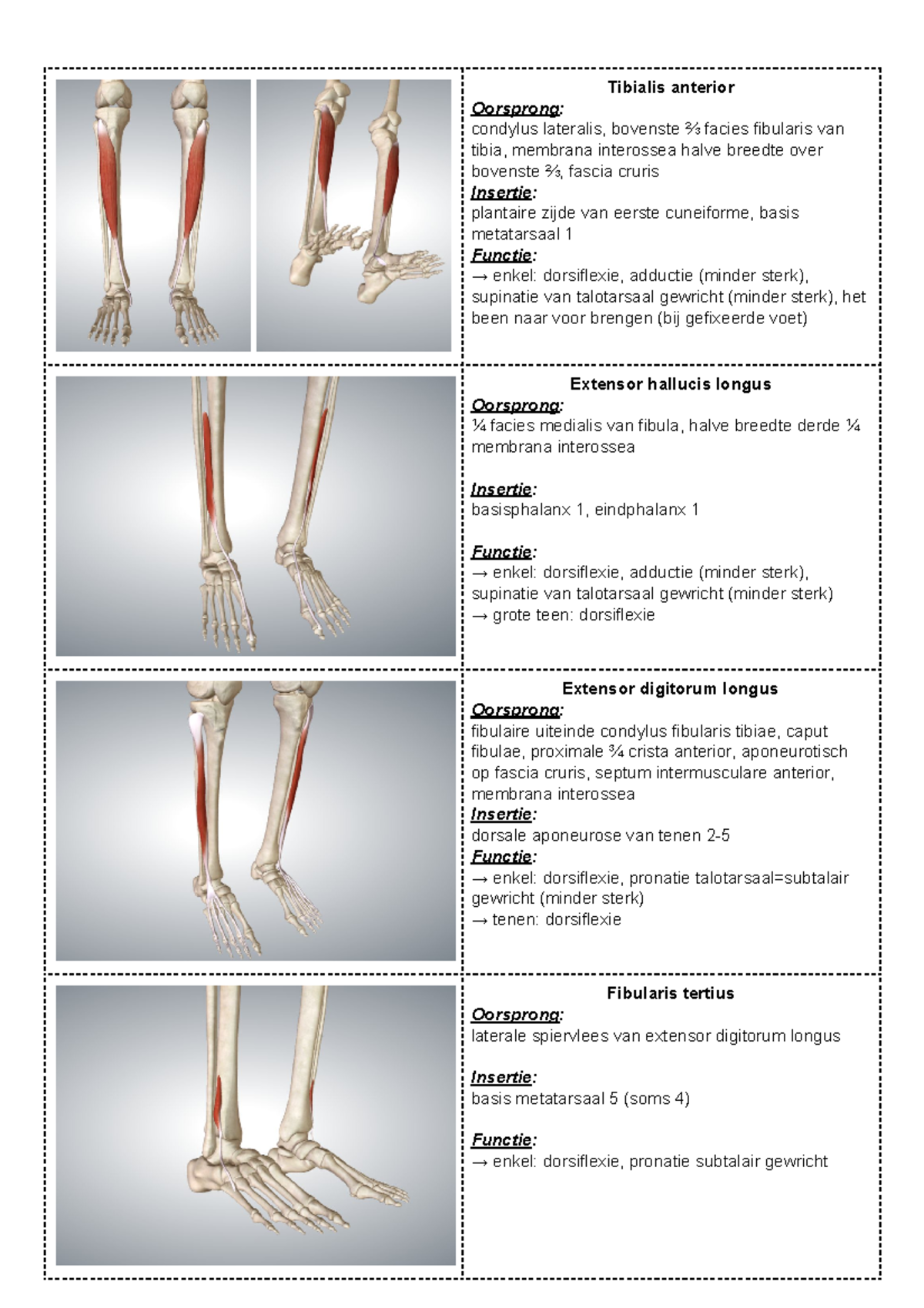 Spierenenkelenvoet Samenvatting Spieren Voet Tibialis Anterior Oorsprong Condylus Lateralis