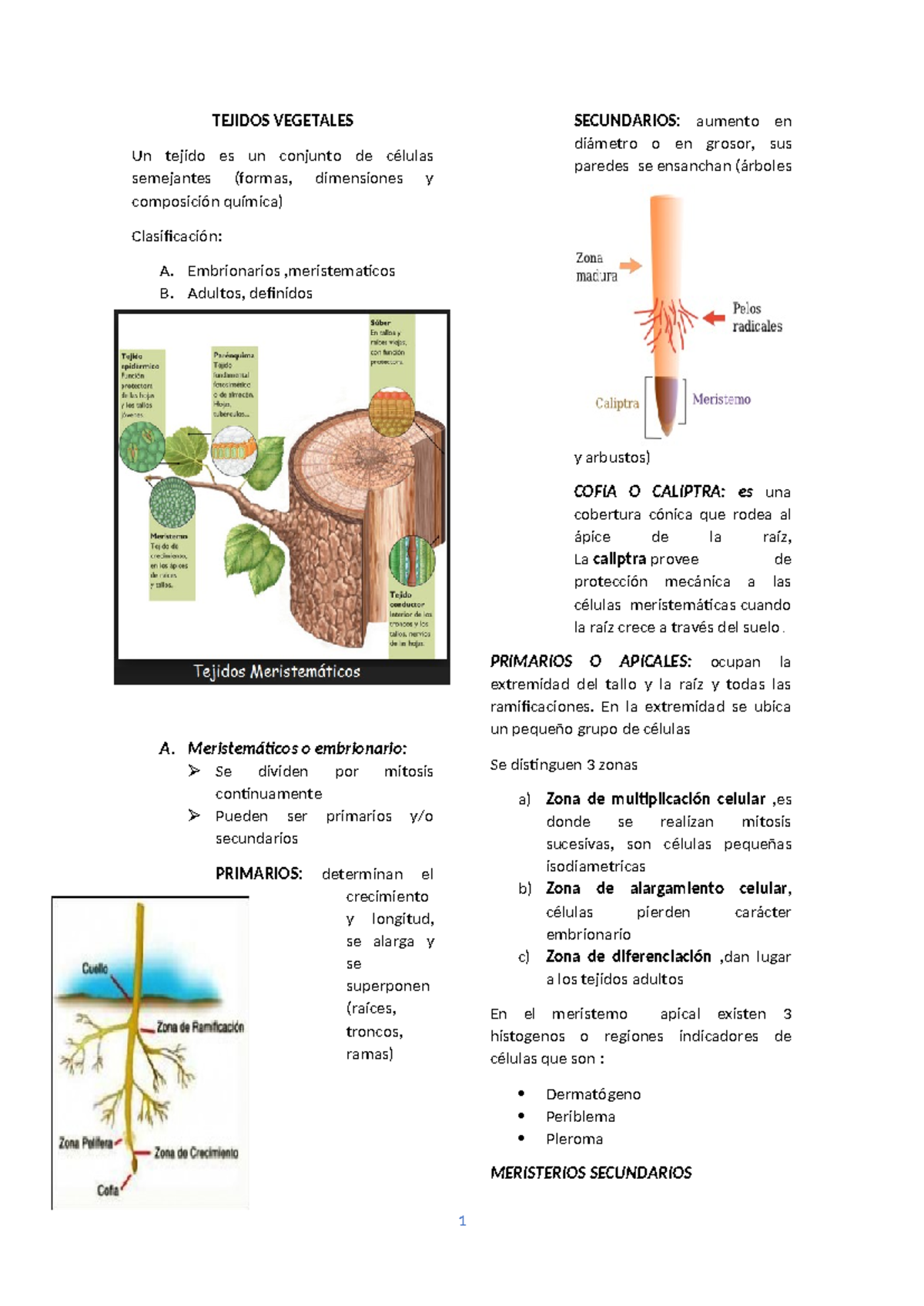 Tejidos vegetales - Resumen Biologia - TEJIDOS VEGETALES Un tejido es un conjunto de células ...