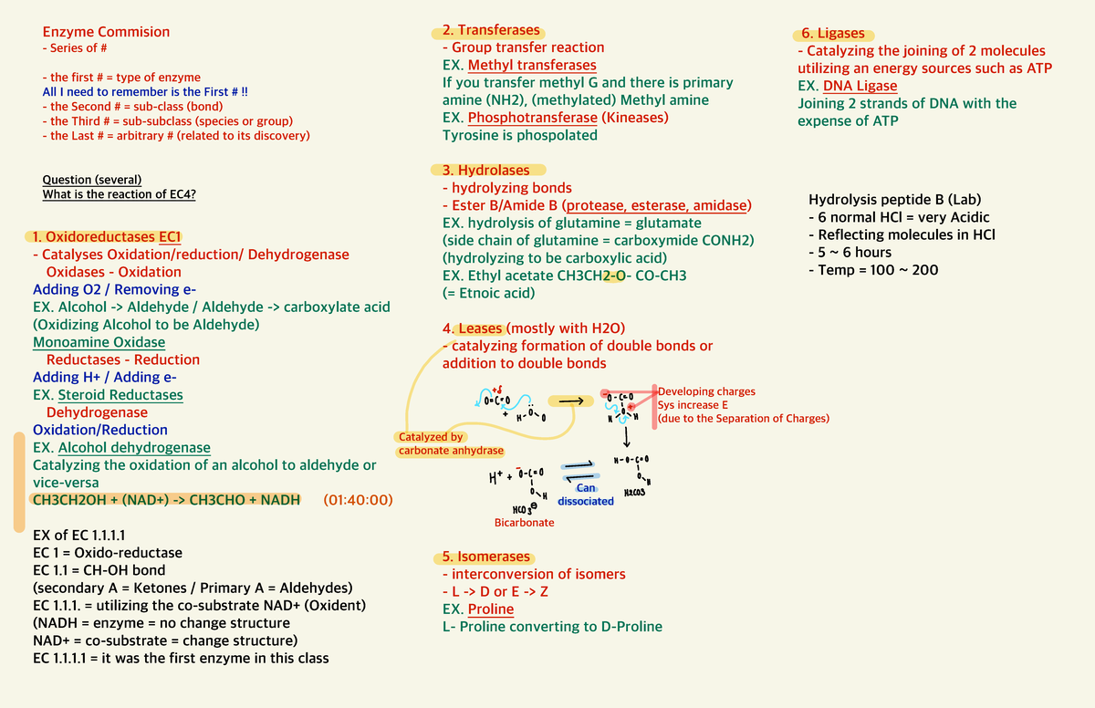 Chap 6 enzyme note - PSB 337 - O-C-O o hit H H Vl H-O-C-O Ht + -0-1= ' o l 'H OnH 1- HC03- - Studocu