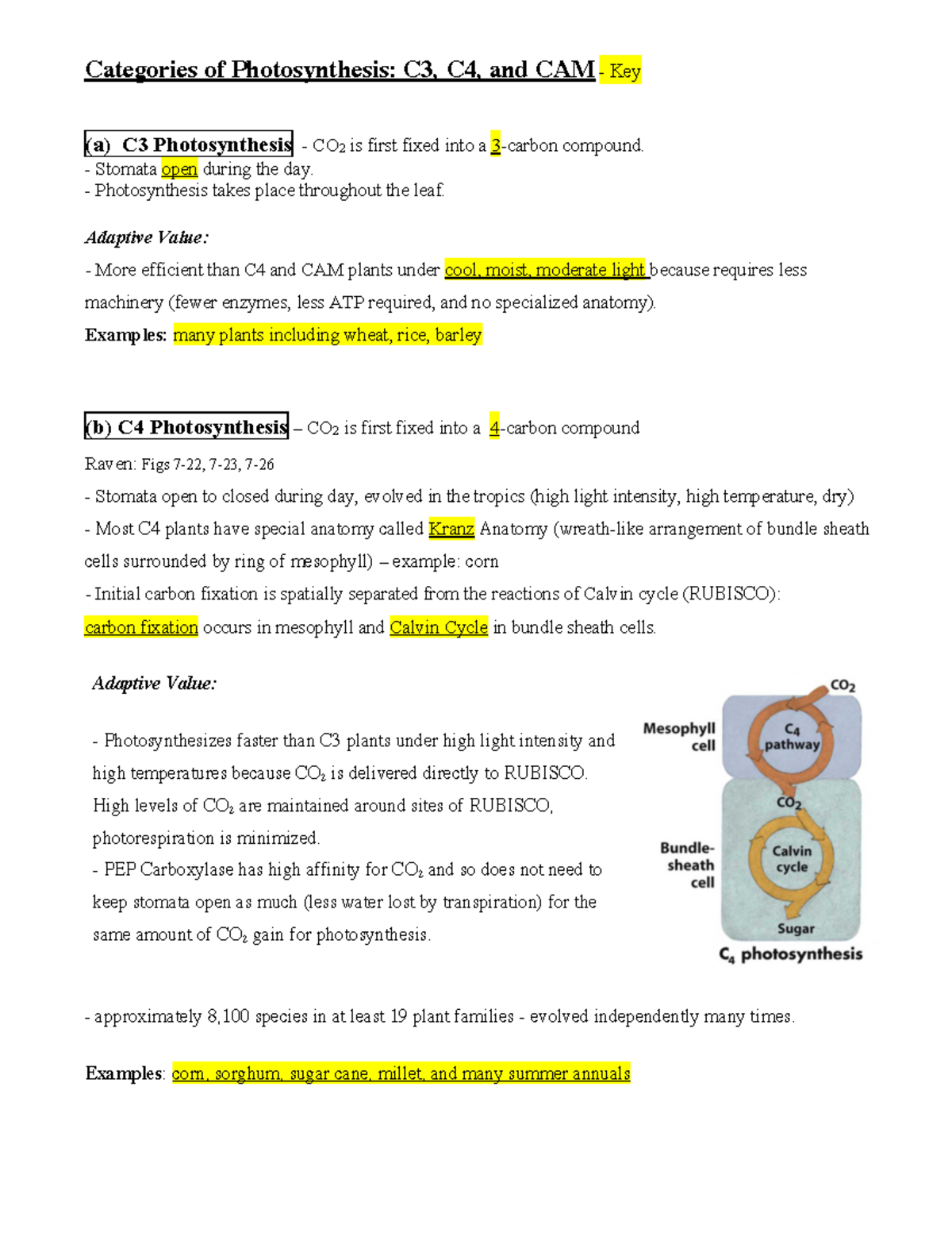 C4CAM HO Key 2023 - Categories of Photosynthesis: C3, C4, and CAM - Key ...