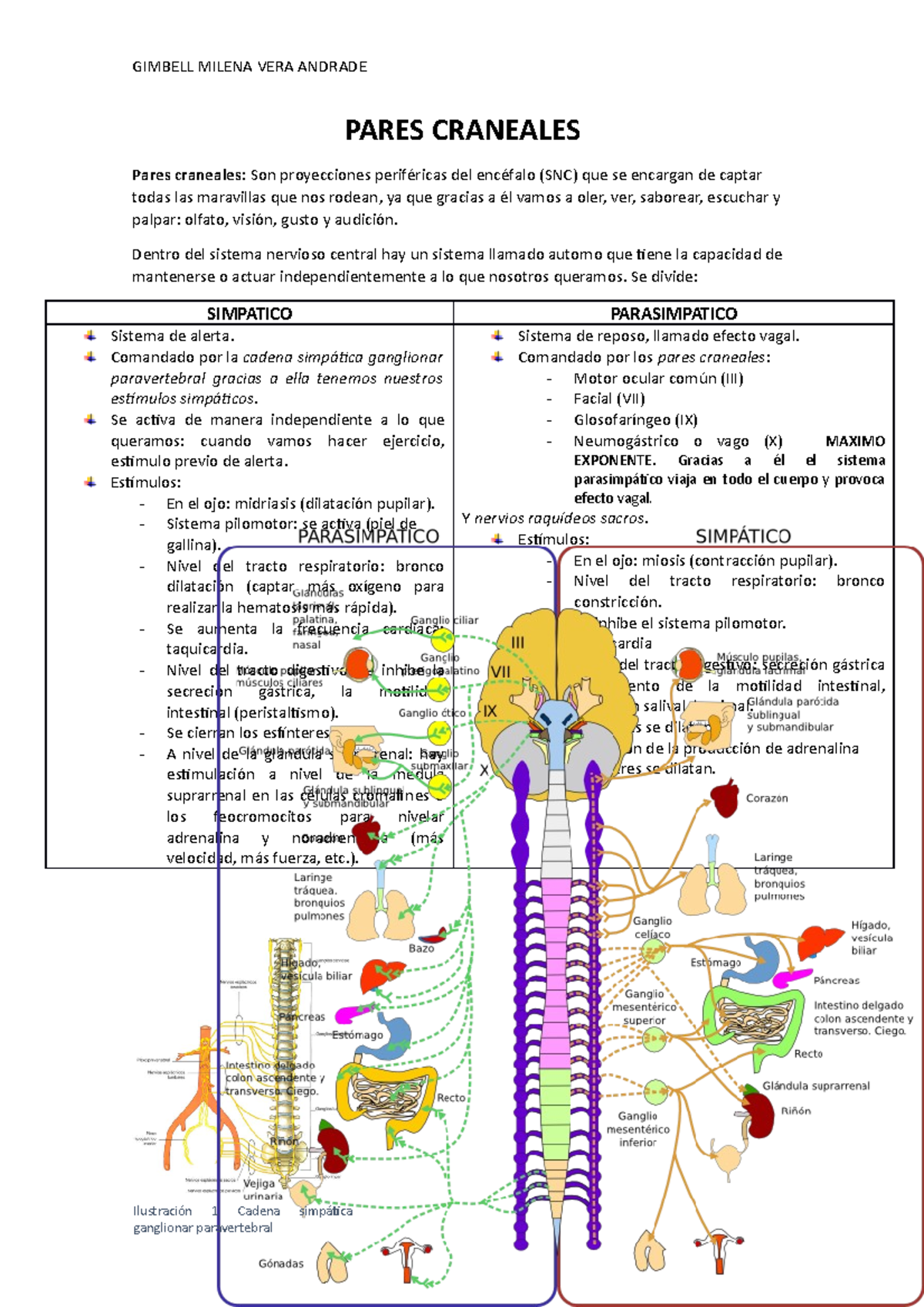 Pares craneales - Apuntes - Ilustración 1 Cadena simpática ganglionar ...