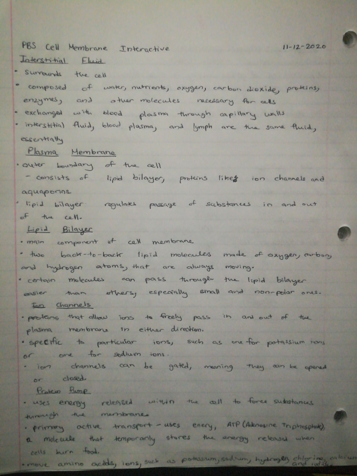 Cell Membrane Interactive Notes - Studocu