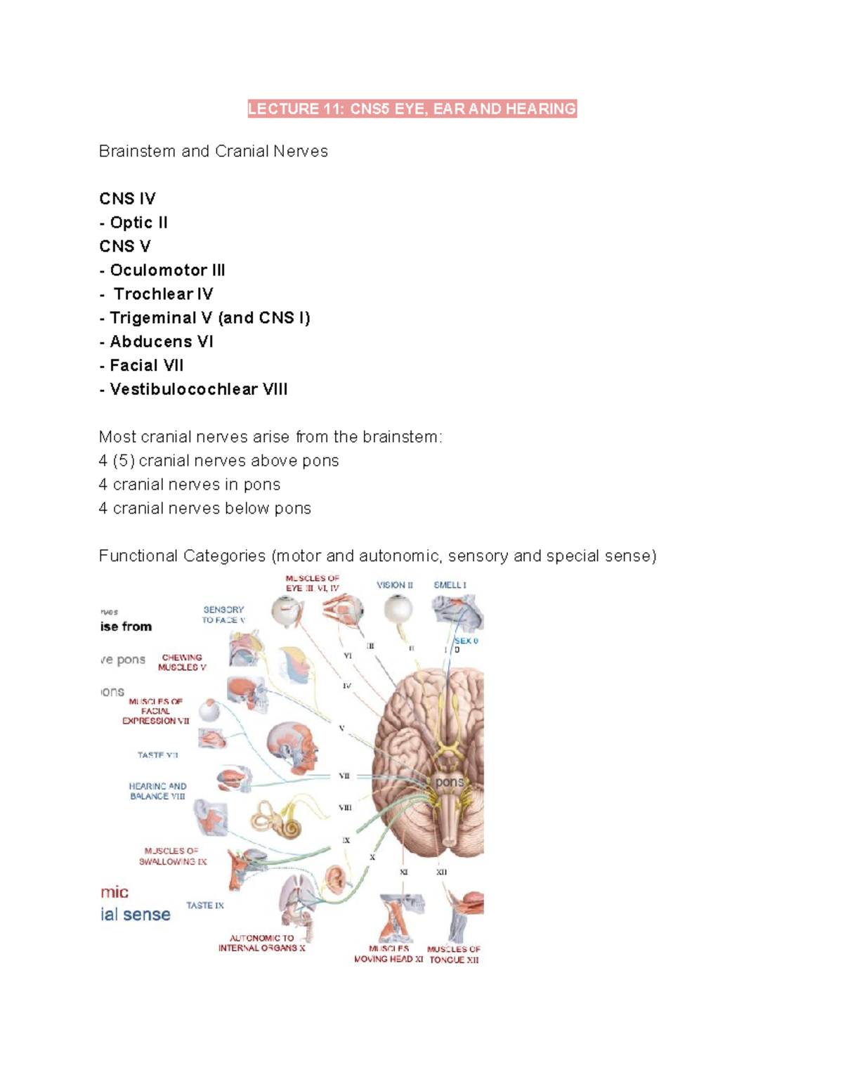 Anatomy Lectures 11-20 - LECTURE 11: CNS5 EYE, EAR AND HEARING ...