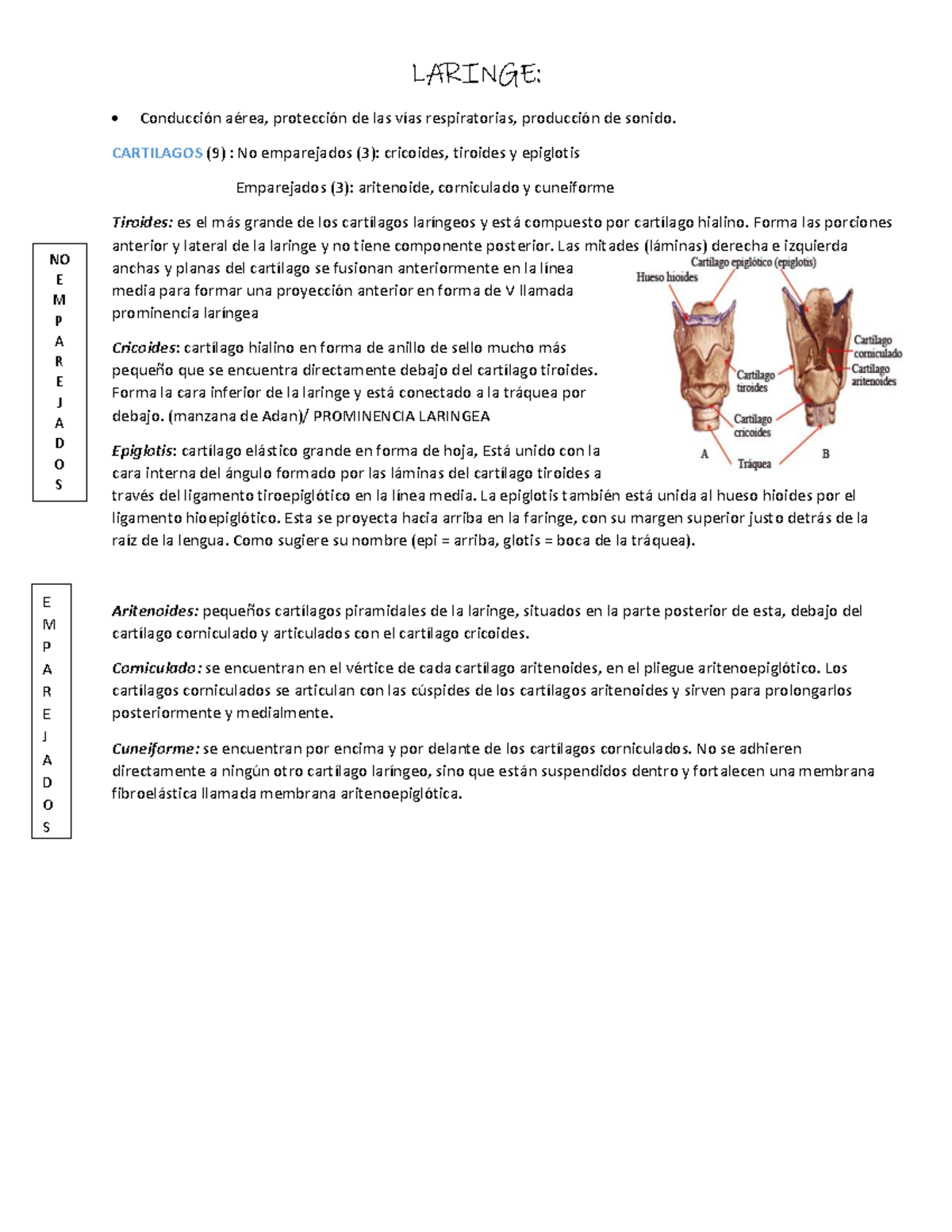 Laringe Y Faringe- Anatomia - LARINGE: Conducción aérea, protección de ...