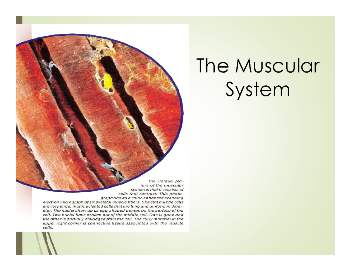 Introduction toMuscular System - The Muscular System Functions of the ...