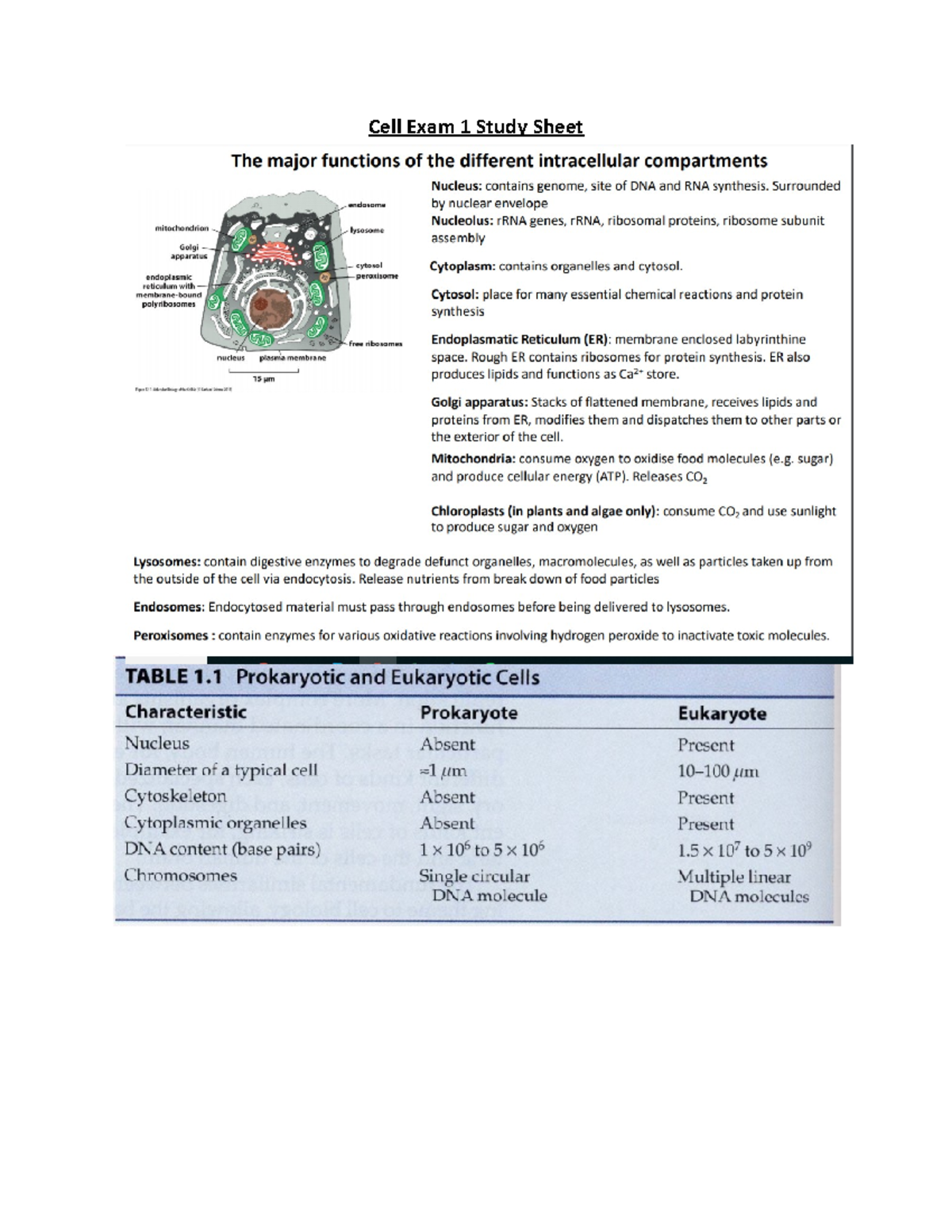 Cell Exam 1 Study Sheet - Summary Cells and Development - The major ...