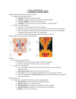 Human A & P II Notes Chapter 19 - CHAPTER 19: Respiratory system ...
