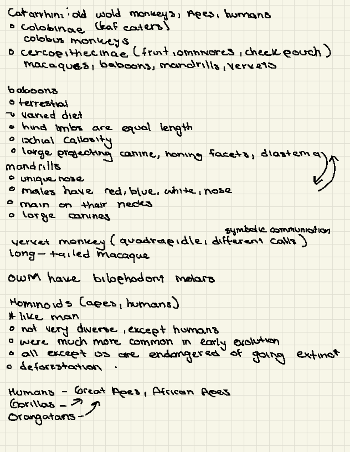 Anthropology - Primates - Catarrhini : old Wold monkeys , Apes , humans ...