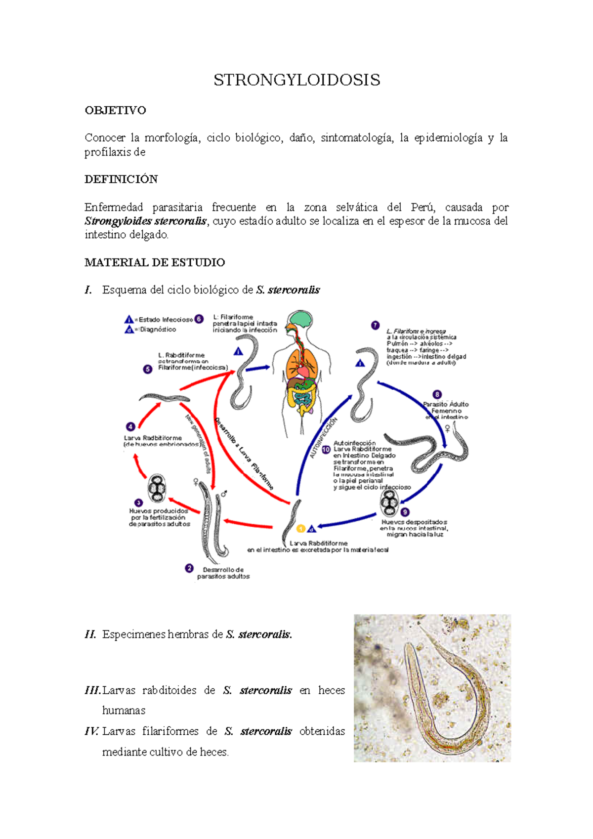 7. Strongyloidosis - STRONGYLOIDOSIS OBJETIVO Conocer la morfología ...