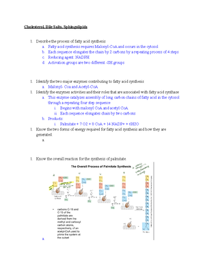 Integration of metabolism Biochemistry - Integration of metabolism ...