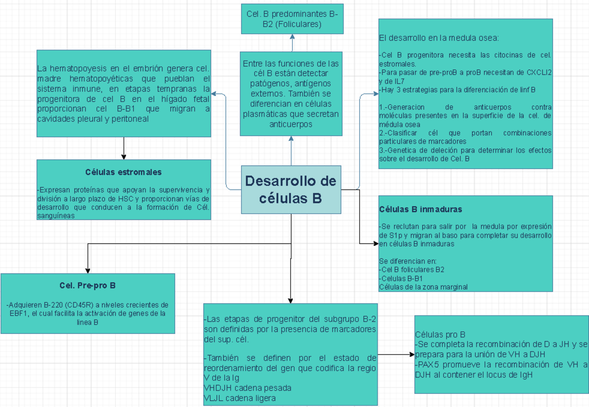 Desarrollo De Cel Resumenes Del Kuby Desarrollo De Células B Entre