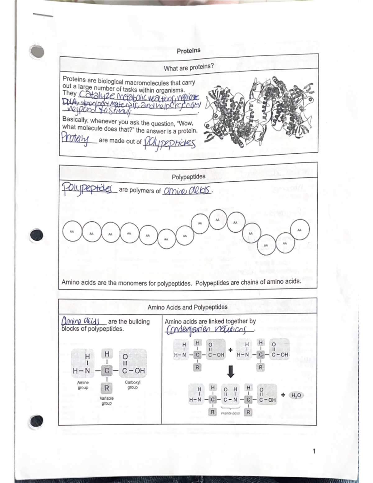Proteins - Notes from PIB Bio 1 about protein structures - Proteins ...