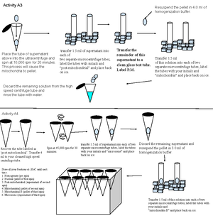 BIO 002 Lab 6 Procedure Design - b. PROCEDURE PART 1: SETTING UP ASSAYS ...
