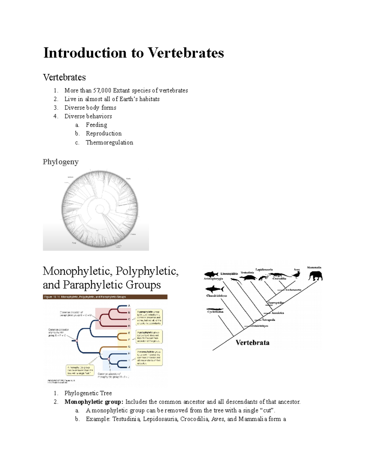Introduction to Vertebrates - Introduction to Vertebrates Vertebrates ...