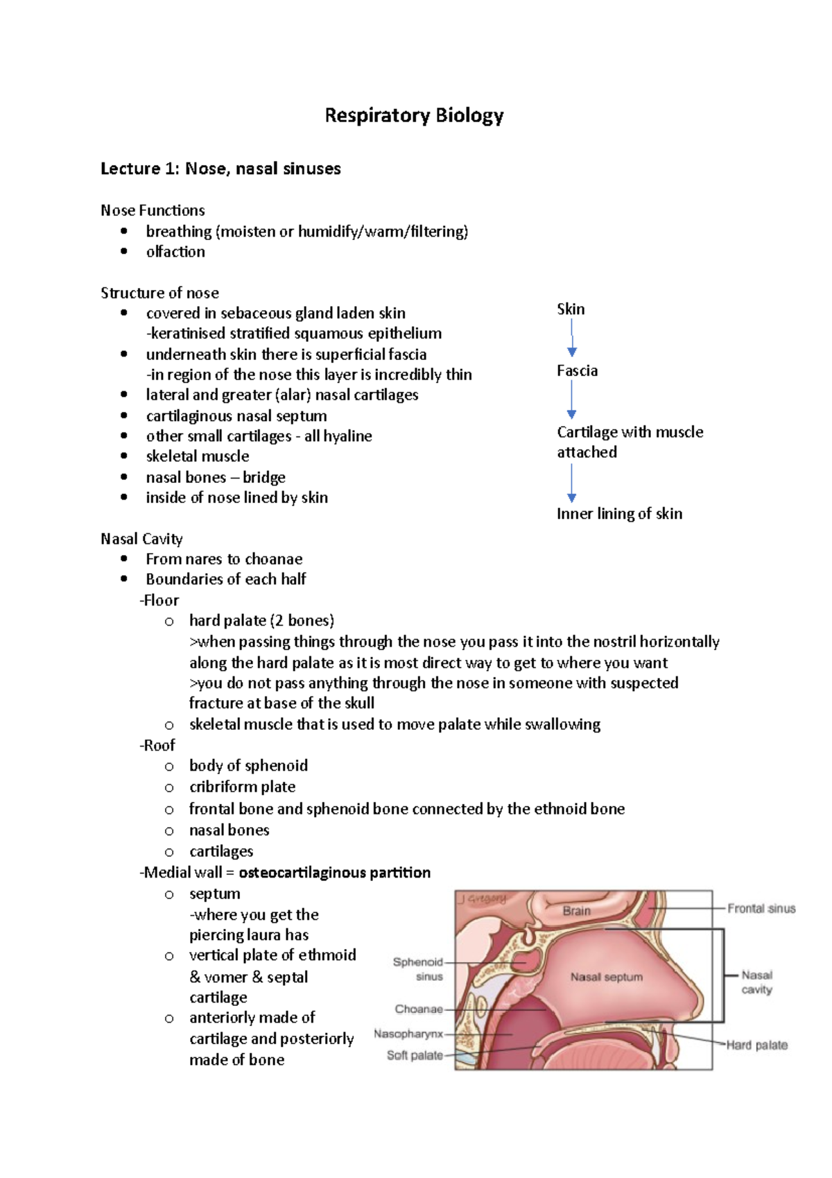 Respiratory Biology - Notes taken from lectures for this module ...