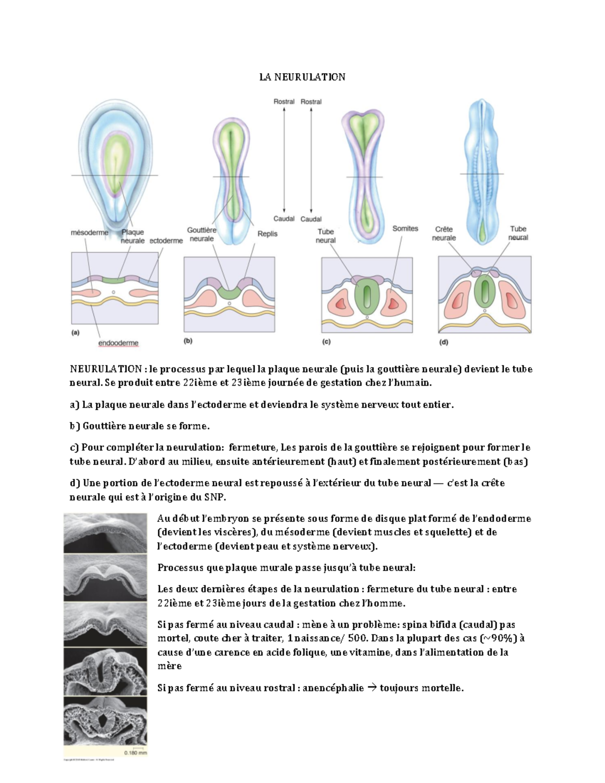 Neurulation et Différenciation - LA NEURULATION NEURULATION : le ...