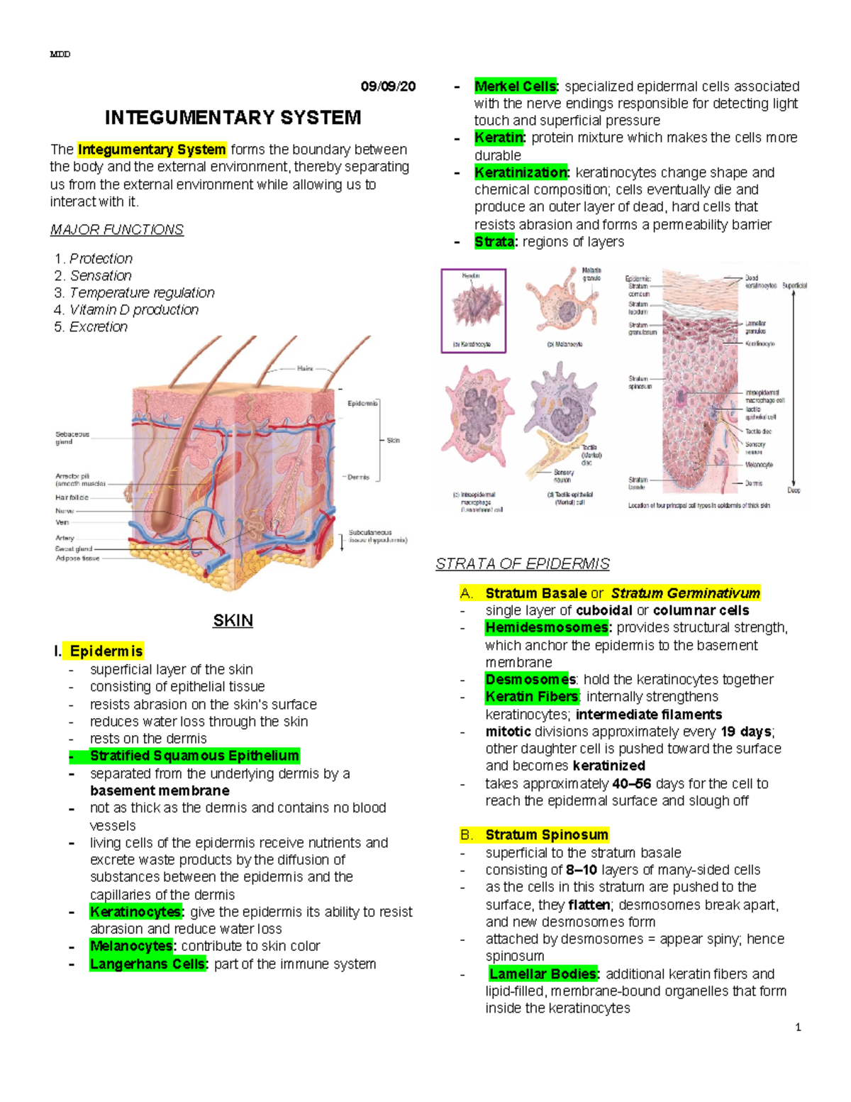Integumentary System HAPP MLS - 09/09/ INTEGUMENTARY SYSTEM The ...