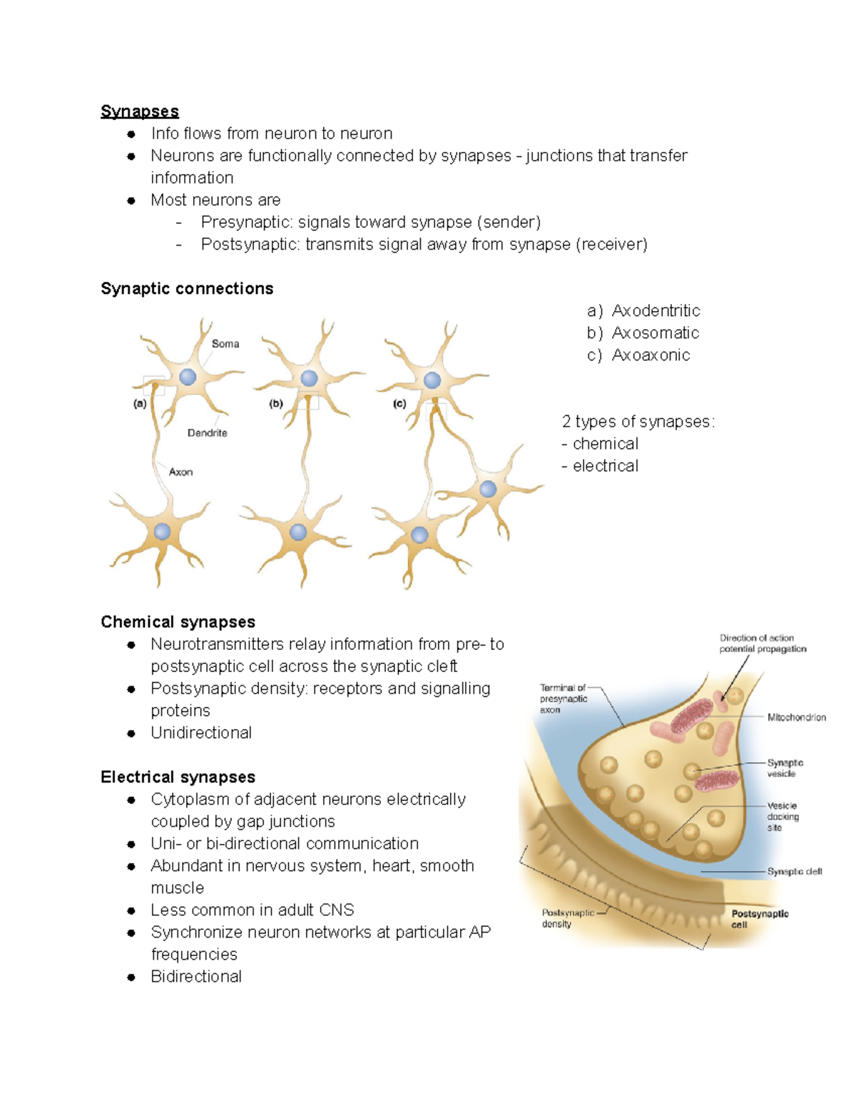 6 Synapses Lecture Notes Synapses Info Flows From Neuron To