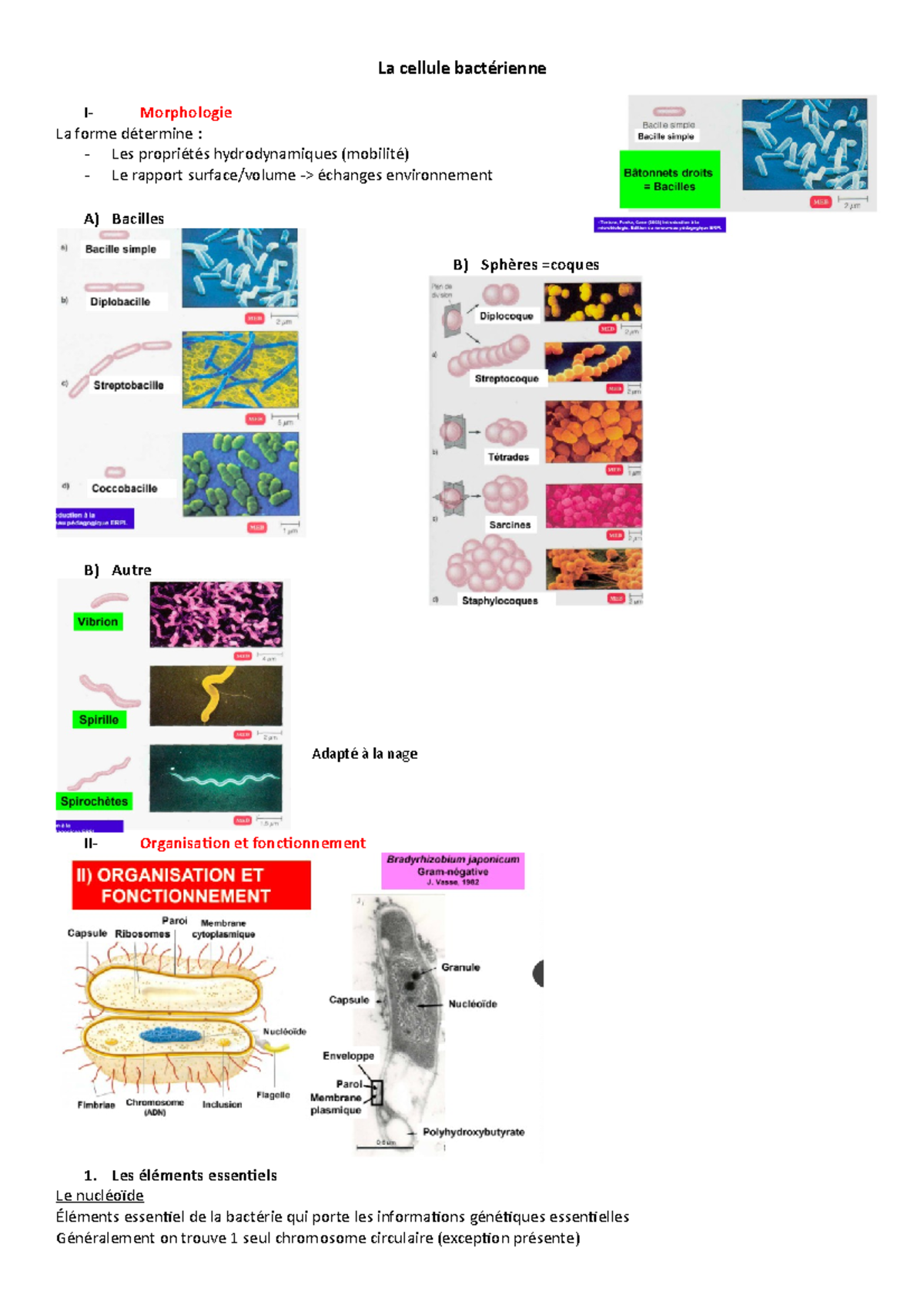 La cellule bactérienne - Microbiologie générale - UPS - Studocu