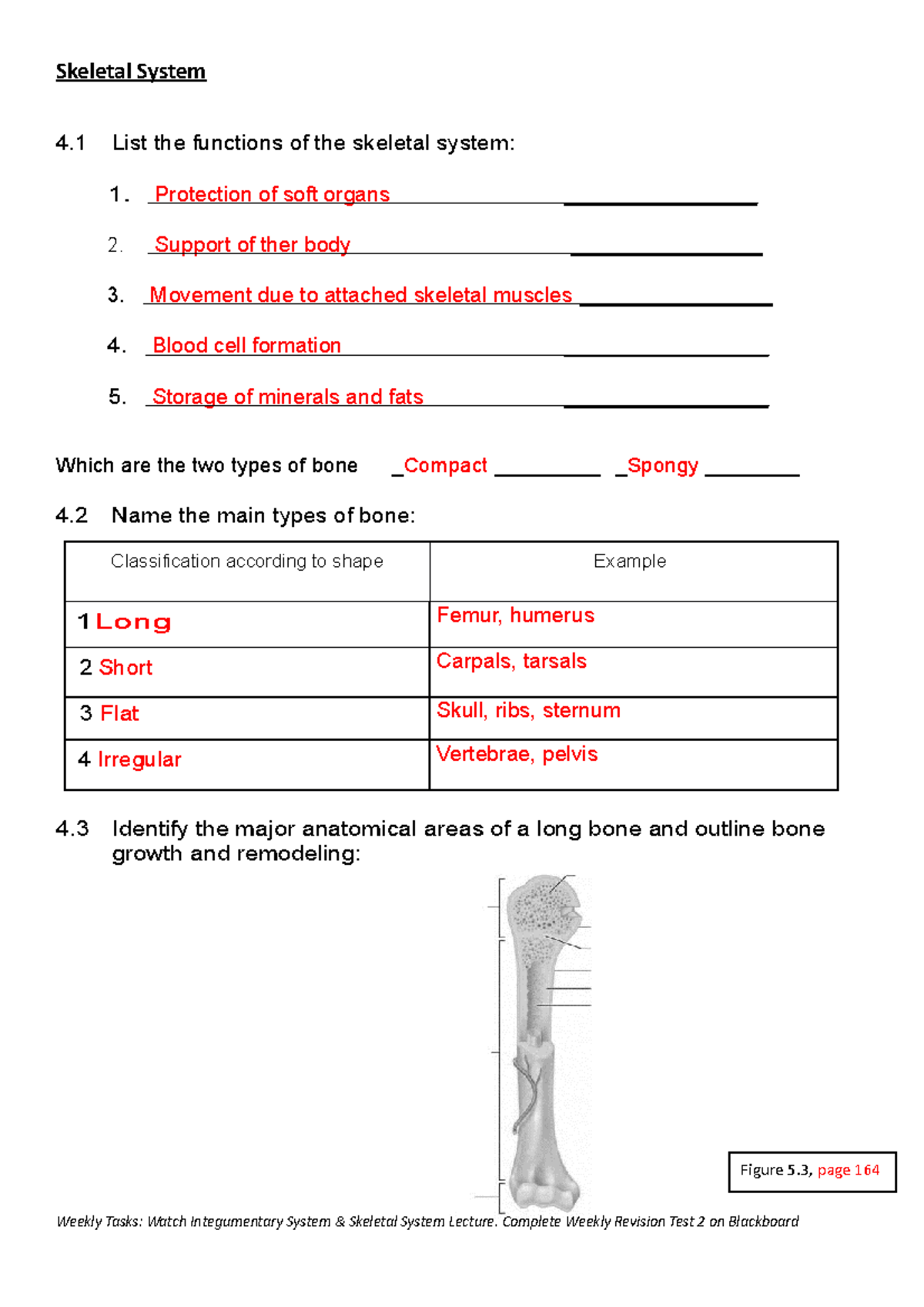 Tutorial 2 Skeletal System revision sheet - Skeletal System 4 List the ...