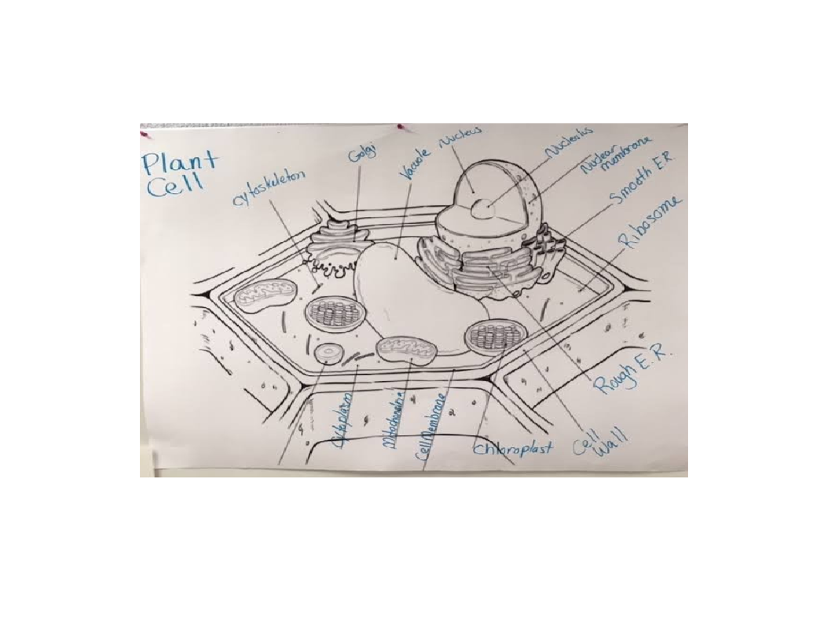 20230828 T163654785 - Drawing guide - Biochemistry for MLS ...