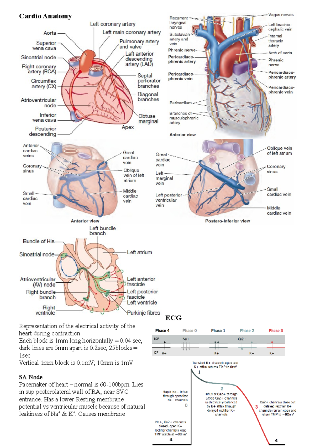 Cardio 2 - Cardio Anatomy ECG Representation of the electrical activity ...