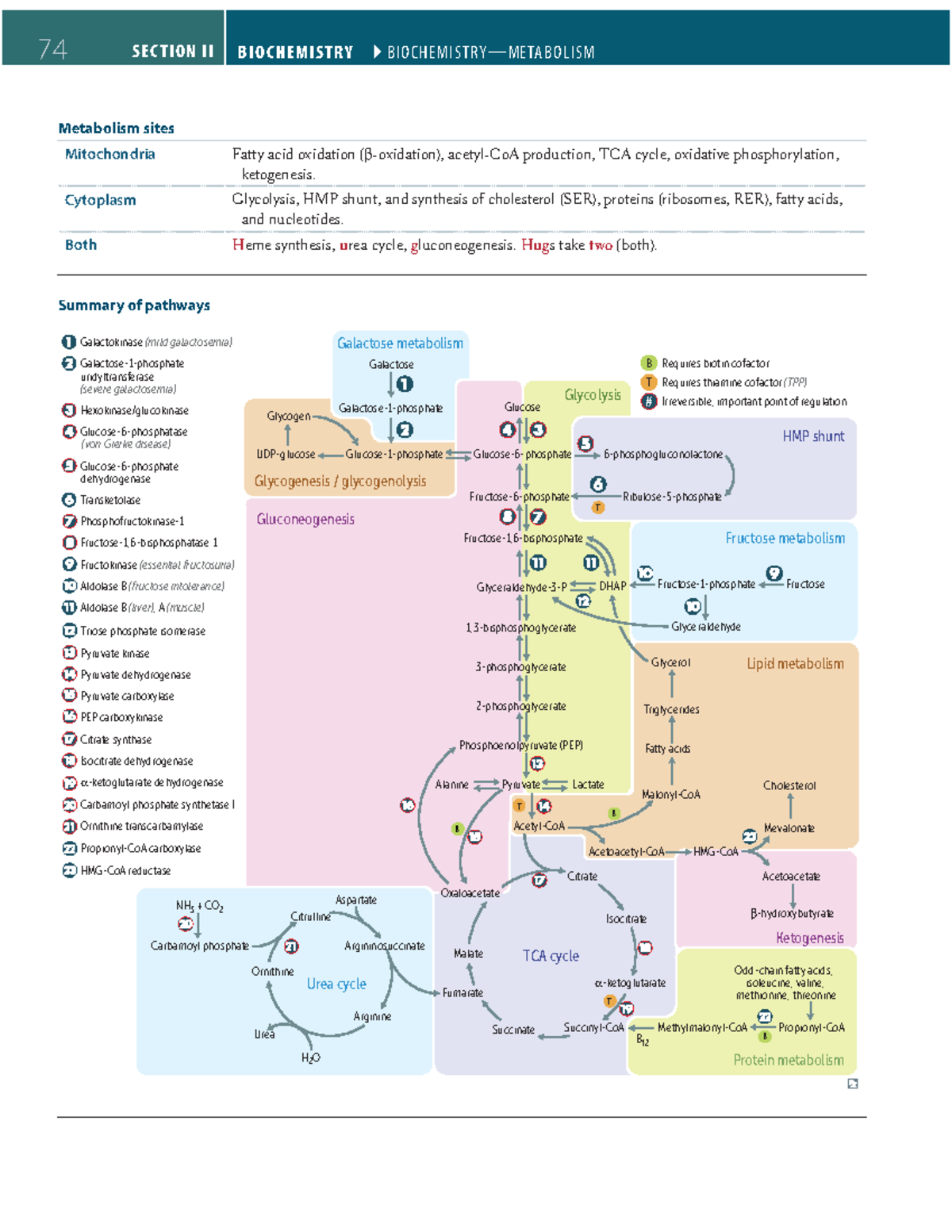 Metabolic map - 74 SECTION II BIOCHEMISTRY ``BIOCHEMISTRYŪMETABOLISM ...