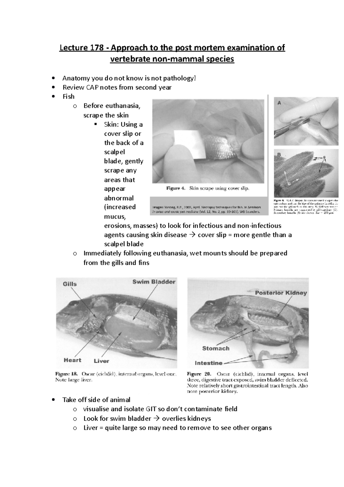 Lecture 178 - Approach to the post mortem examination of vertebrate non ...