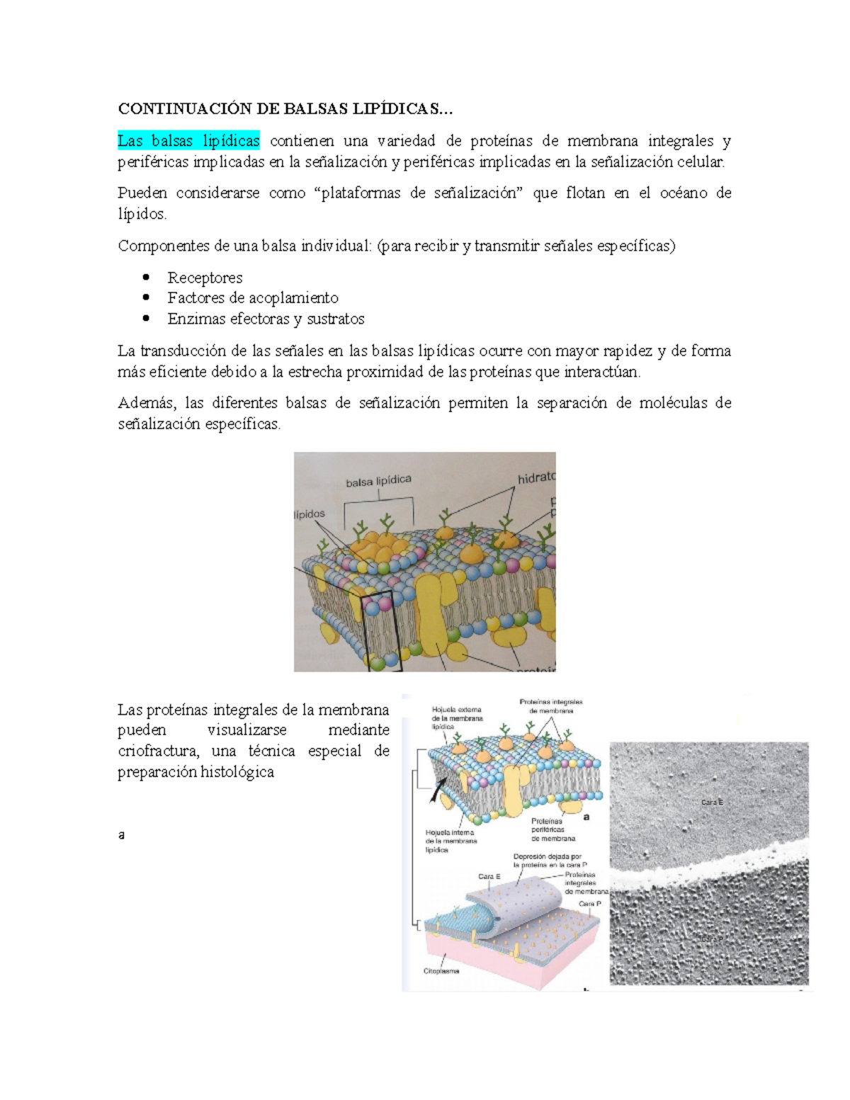 Continuación DE Balsas Lipídicas - CONTINUACIÓN DE BALSAS LIPÍDICAS ...