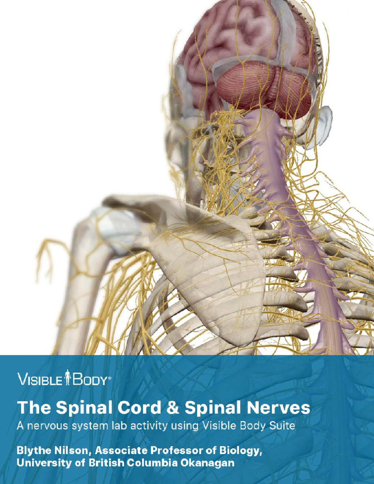 Lab manual spinal cord and spinal nerves atlas - PRE-LAB EXERCISES Open ...