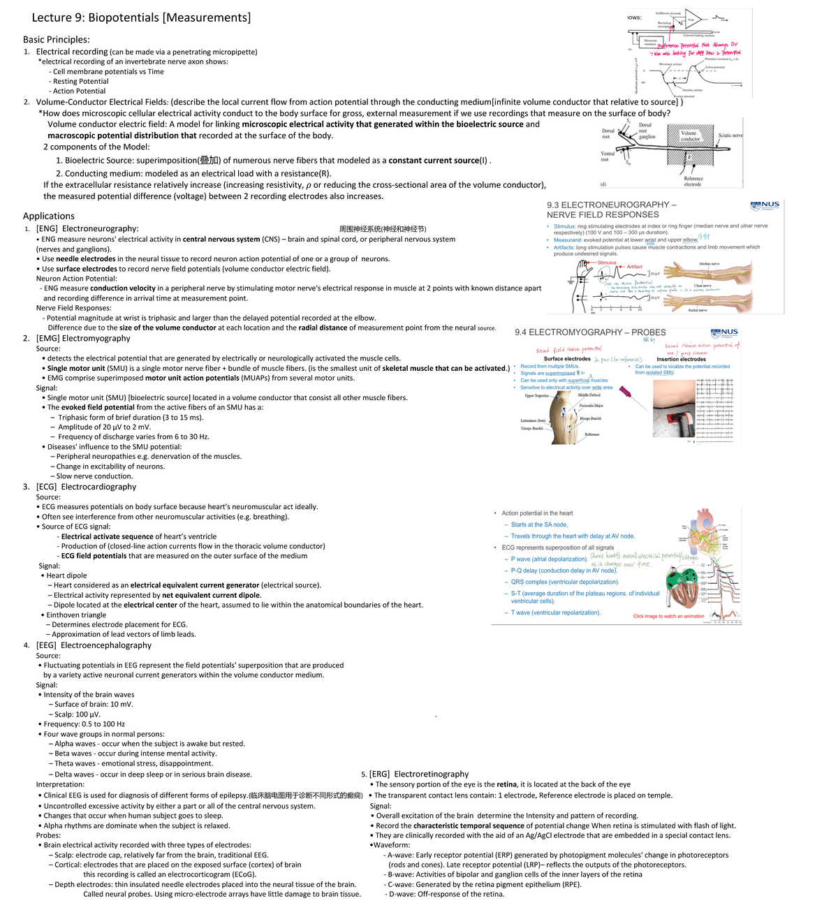 Lecture 9 Biopotentials [Measurements] - Lecture 9: Biopotentials [Measurements] Basic ...
