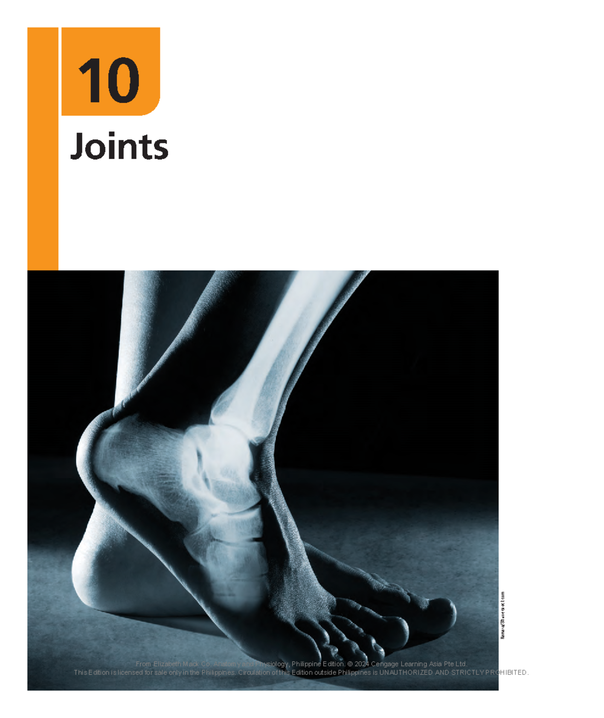Chap 10 Joints - Joints 10 Hamara/Shutterstock From Elizabeth Mack Co ...