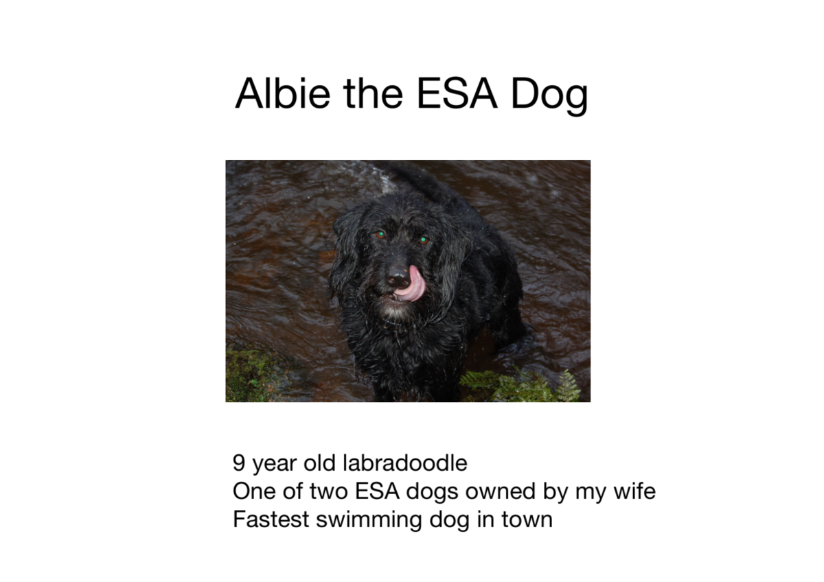 12 Epilepsy 1 - Albie the ESA Dog 9 year old labradoodle One of two ESA ...
